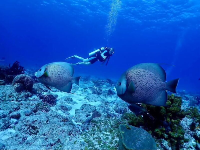 Ixtapa: Nighttime Underwater Exploration at Piedra Solitaria - Who Would Love This Tour?
