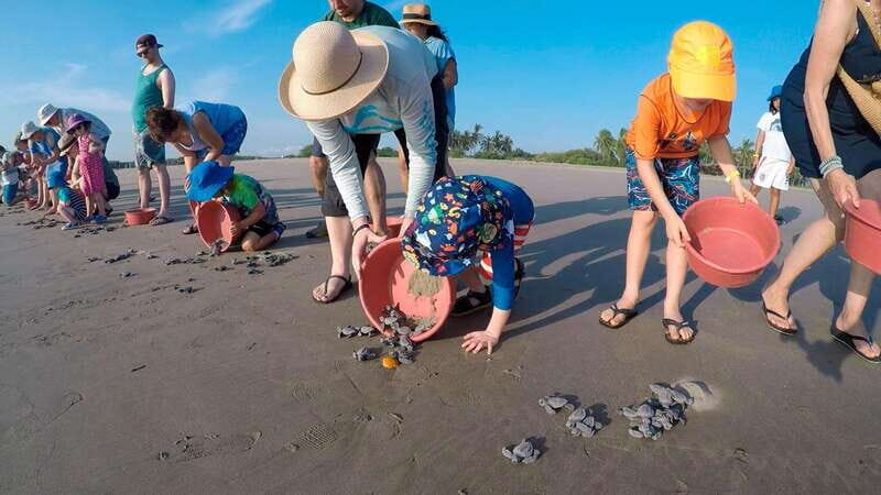 Ixtapa-Zihuatanejo: Turtle Release Tour. - The Experience Guides