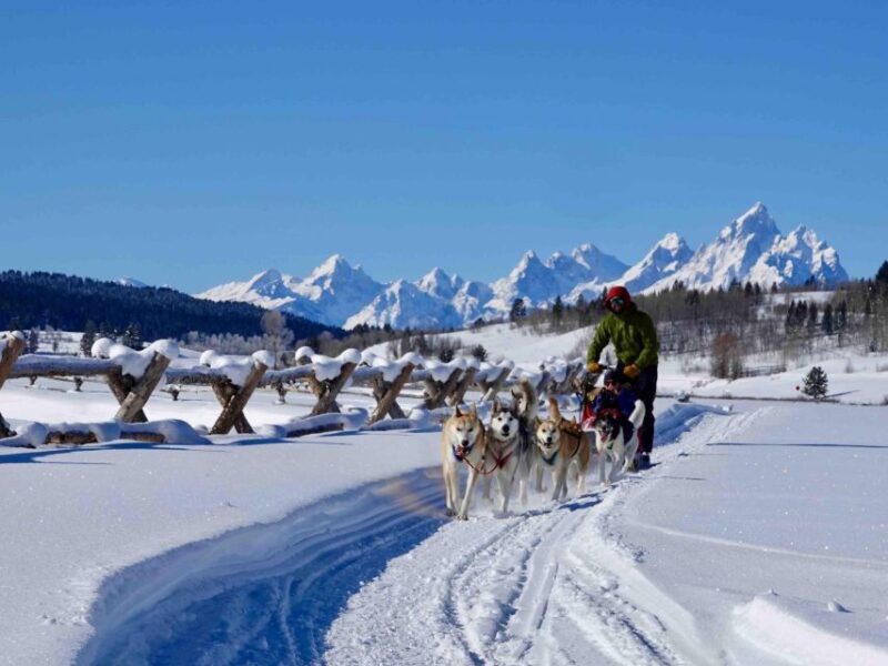 Jackson Hole: Dogsledding Tour with Hot Chocolate - Jackson Hole: Dogsledding Tour with Hot Chocolate