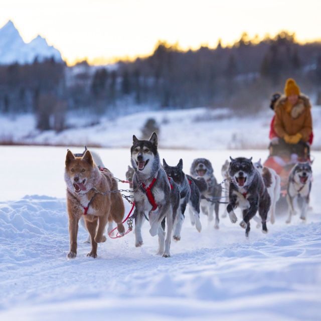 Jackson Hole: Dogsledding Tour with Hot Chocolate - Detailed Breakdown of the Tour