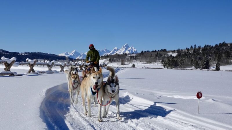 Jackson Hole: Dogsledding Tour with Hot Chocolate - FAQs
