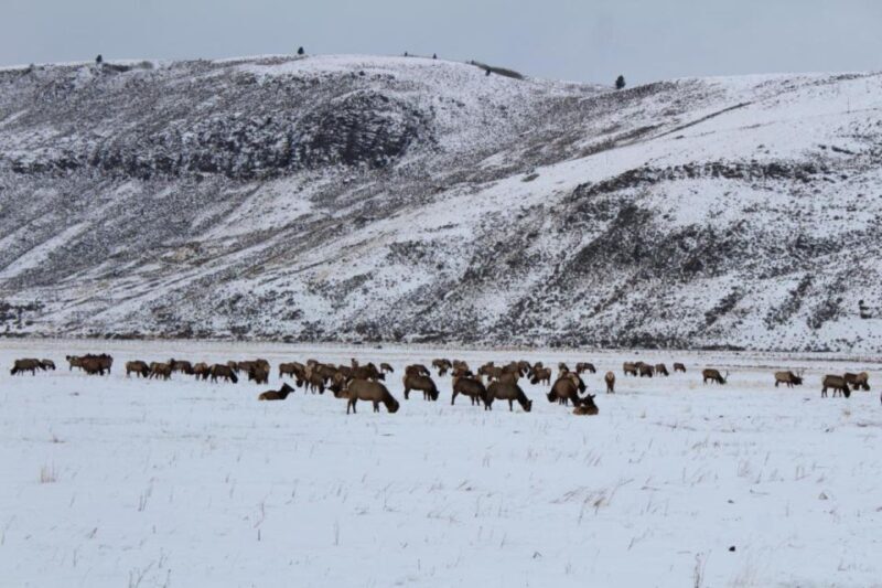 Jackson Hole: National Elk Refuge Sleigh Ride - Key Points