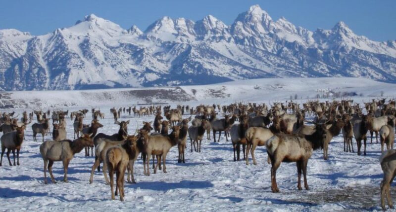 Jackson Hole: National Elk Refuge Sleigh Ride - Pricing & Value