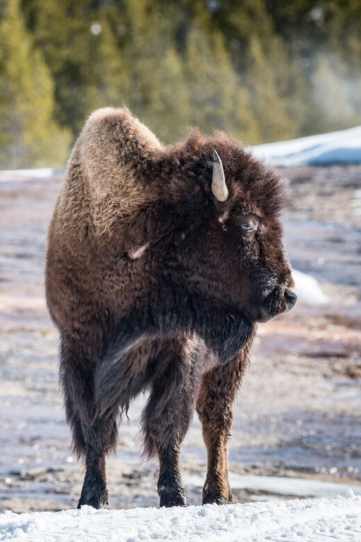 Jackson: Yellowstone Snowcoach Tour to Old Faithful - Final Thoughts