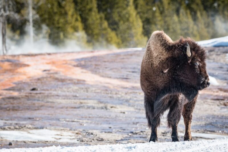 Jackson: Yellowstone Snowcoach Tour to Old Faithful - FAQs