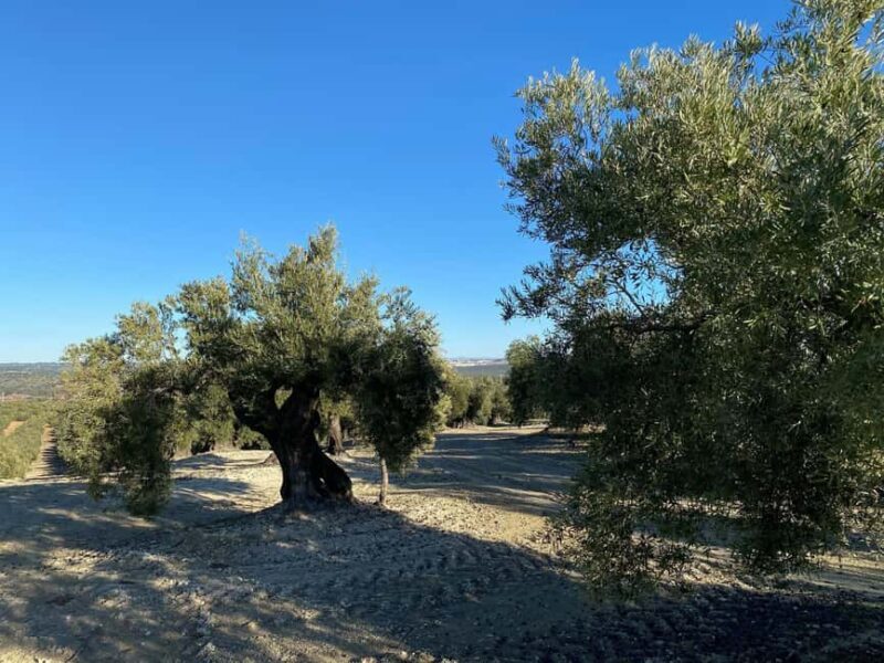 Jaén Discover the Secrets of Olive Oil: Tour & Tasting - Is This Tour Worth It?