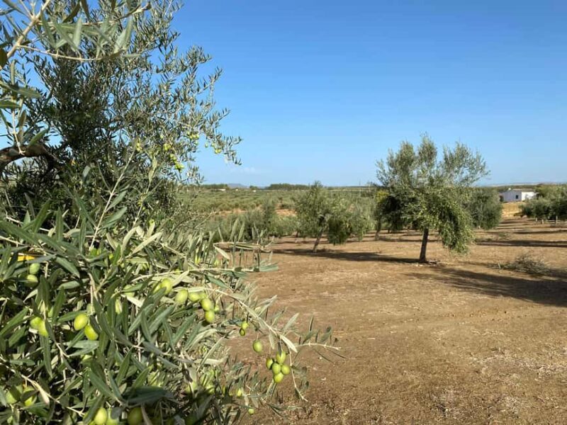 Jaén Discover the Secrets of Olive Oil: Tour & Tasting - FAQ