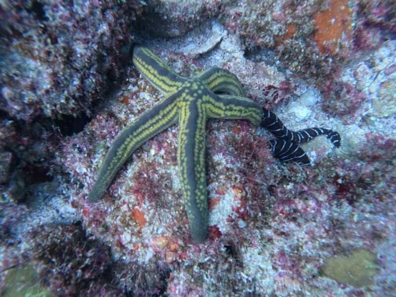 Jalisco: Scuba Diving at Los Arcos for Certified Divers - Introduction