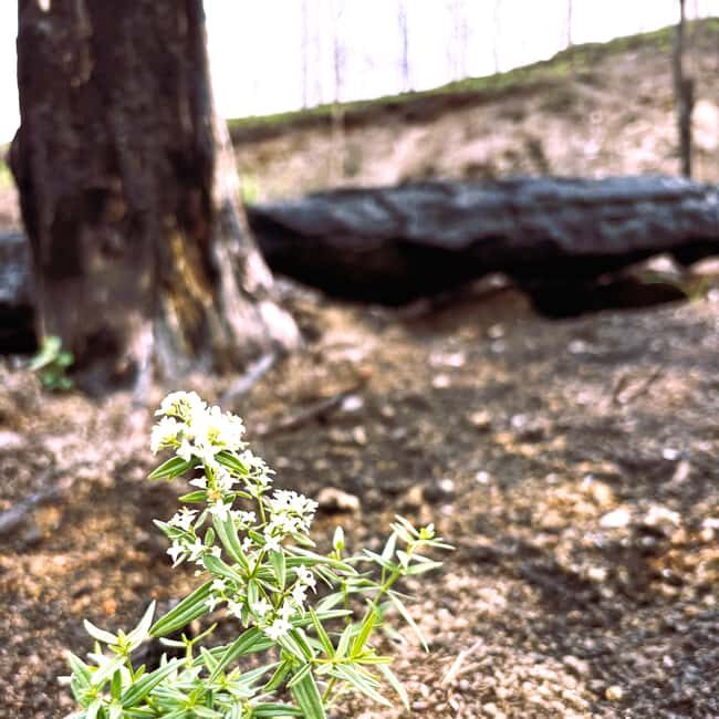 Jasper: Guided Wildfire Hike with Lunch - Discovering the Aftermath of a Wildfire in Jasper