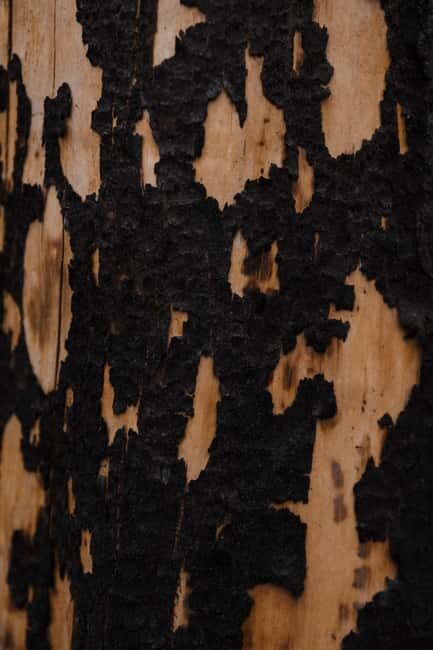 Jasper: Guided Wildfire Hike with Lunch - Rejuvenation Through Nature’s Power