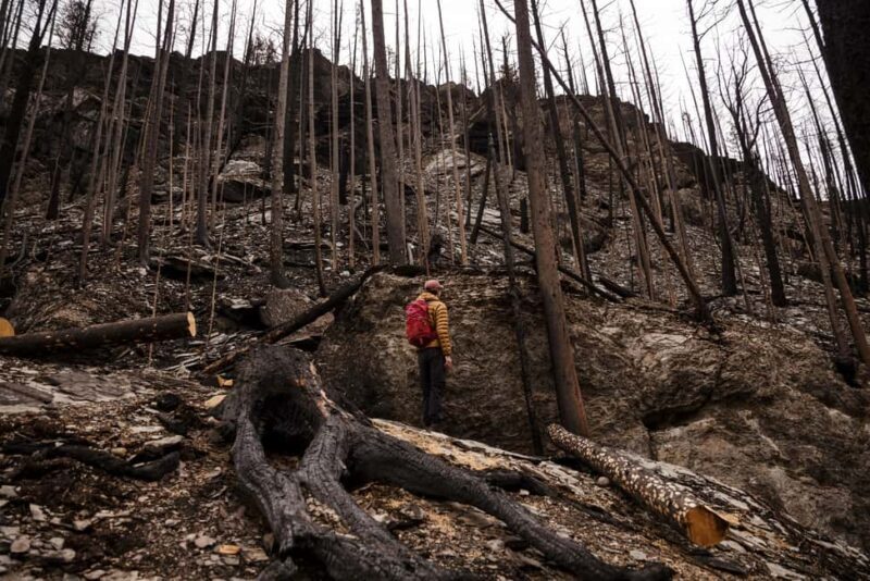Jasper: Guided Wildfire Hike with Lunch - Practical Details for Your Adventure