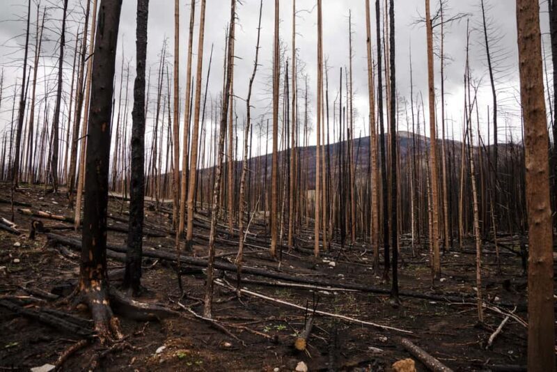 Jasper: Guided Wildfire Hike with Lunch - The Cost — Is It Worth It?