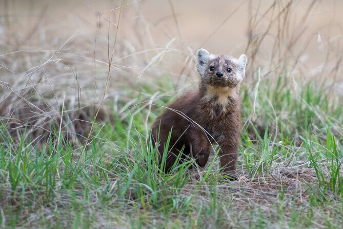 Jasper National Park Self-Guided Driving Audio Tour - Practical Tips for Making the Most of This Experience
