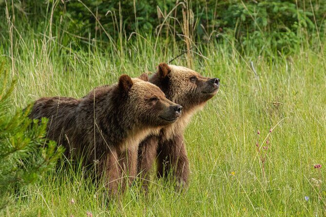 Jasper National Park Tour Maligne Valley, Medicine Lake with Walk - Key Points