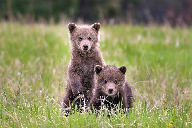 Jasper National Park Tour Maligne Valley, Medicine Lake with Walk - The Guides: Knowledge, Enthusiasm, and Personal Touches