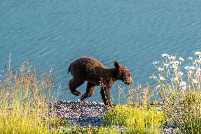 Jasper: Wildlife and Waterfalls Tour with Lakeshore Hike - An In-Depth Look at the Tour Experience
