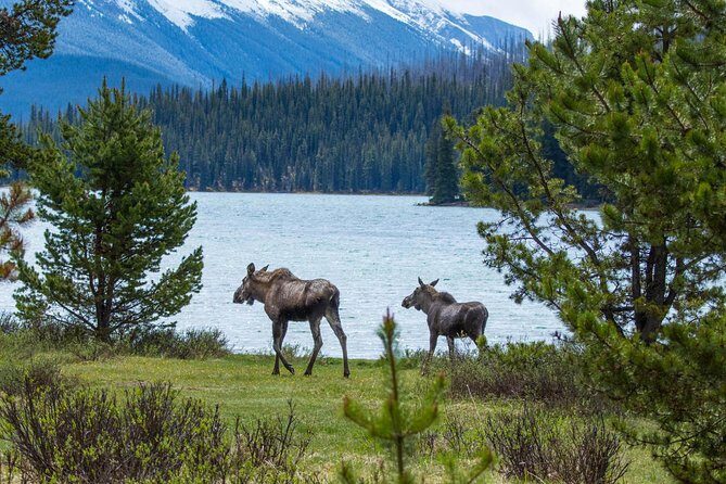 Jasper Wildlife and Waterfalls Tour with Maligne Lake Hike - Transportation & Ease of Booking