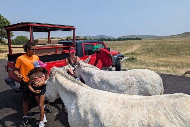JEEP Bison Safari at Custer State Park - Family Friendly Prices - Frequently Asked Questions