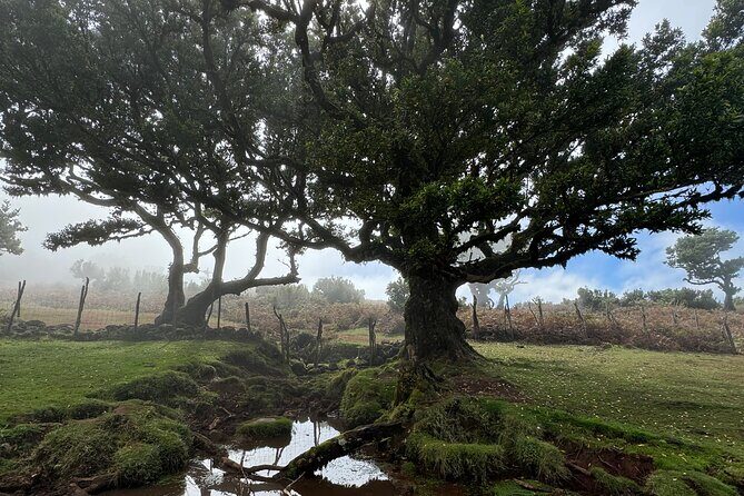 Jeep Safari 4x4 West Madeira - Porto Moniz - Fanal - Cabo Girão - The Bottom Line: Is It Worth It?