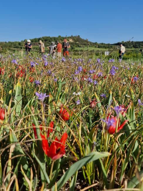 Jeep safari in French, English to Akamas, Gorge, Donkey Farm - Pricing and Value Analysis