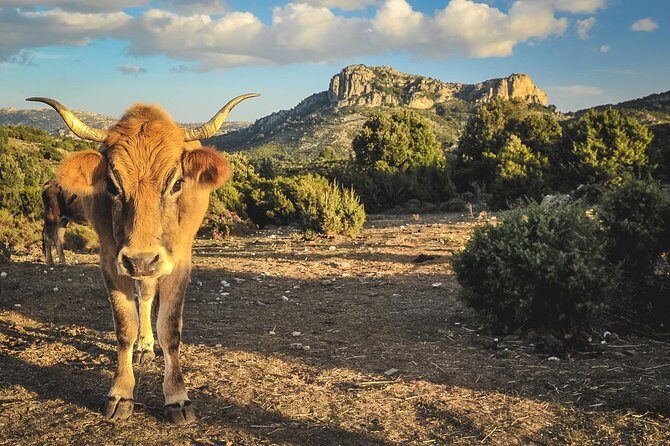 Jeep tour Between Land & Sea - Orosei & Capo comino - Key Points