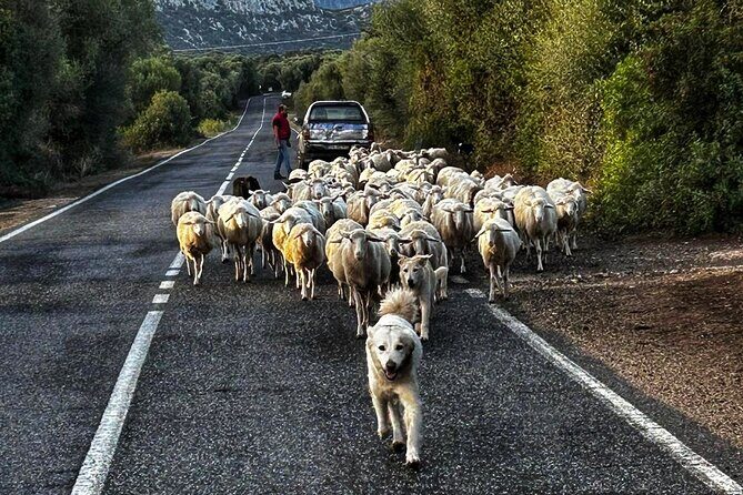 Jeep tour Between Land & Sea - Orosei & Capo comino - FAQ