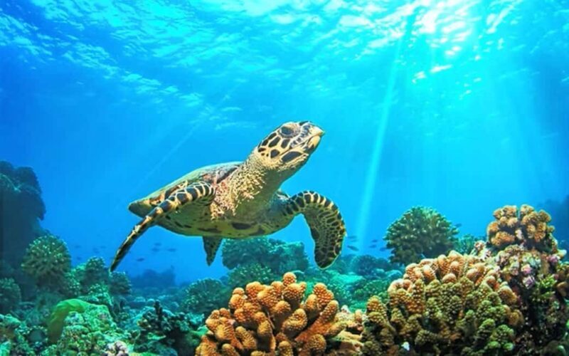 Jeep Tour to Punta Sur Eco Beach Park with Lunch - FAQ