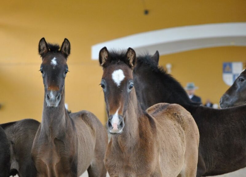 Jerez: Yeguada de la Cartuja Carthusian Horses Tour - Key Points