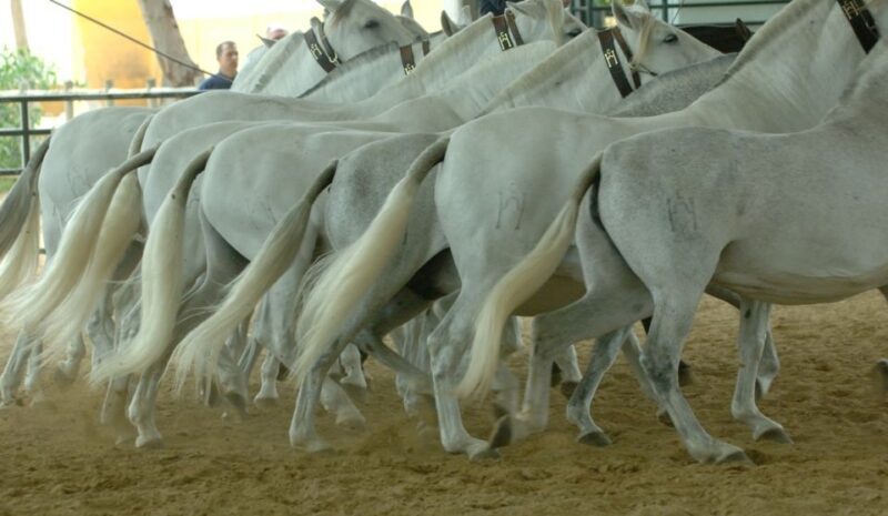 Jerez: Yeguada de la Cartuja Carthusian Horses Tour - Authentic Reviews and Insights