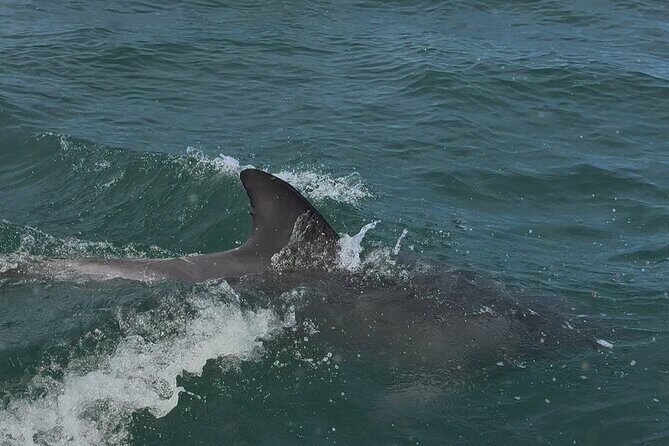 Jervis Bay and Shoalhaven South Coast NSW Private Tours - Who Is This Tour Best Suited For?