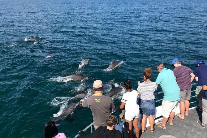 Jervis Bay Dolphin Cruise - Key Points