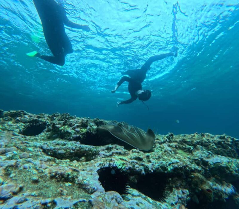 Jervis Bay: Guided Snorkelling Tour with expert guide - The Experience: What You Can Expect on Your Snorkelling Tour