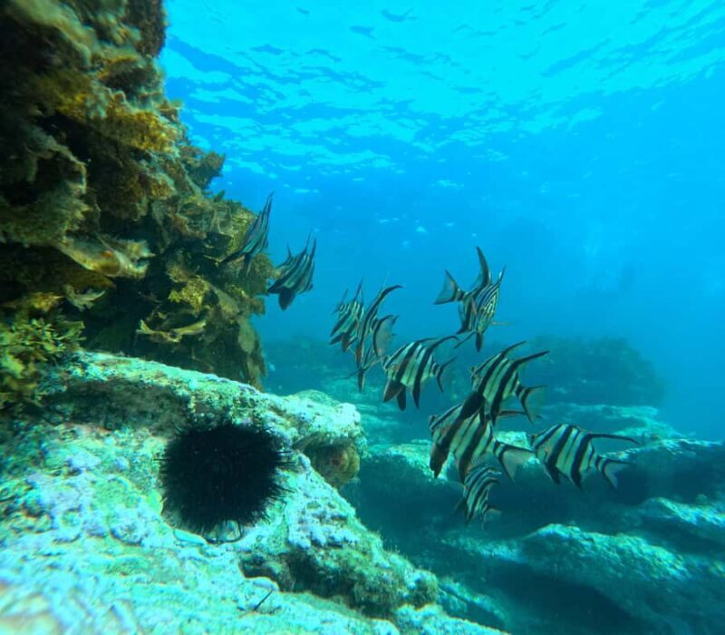 Jervis Bay: Guided Snorkelling Tour with expert guide - Who Will Love This Tour?