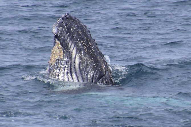 Jervis Bay Whale Watching Tour - Setting Sail in Jervis Bay: What to Expect