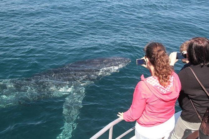 Jervis Bay Whale Watching Tour - The Itinerary Breakdown