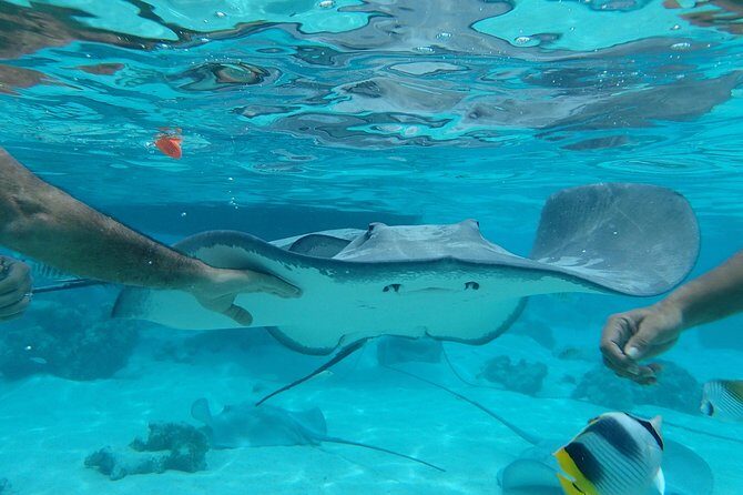 Jet-Ski Découverte 1H00 Jet Ski excursion to Moorea (Single or two-seater) - The Sum Up