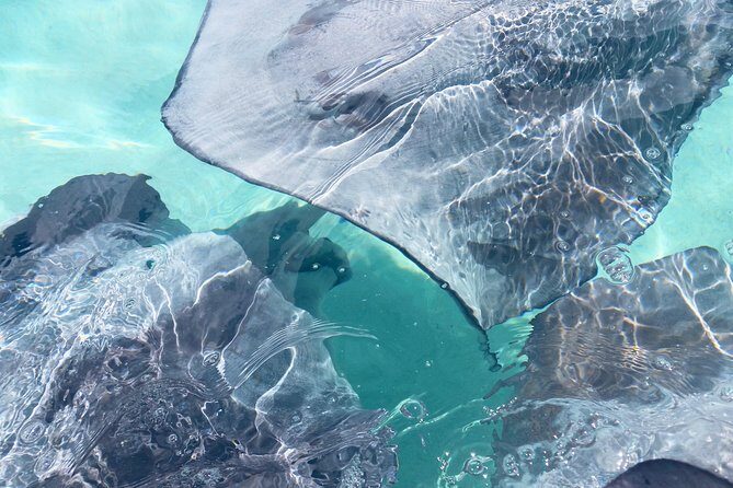 Jet Ski Moorea Customed Tour only - Exploring Moorea by Jet Ski: What to Expect