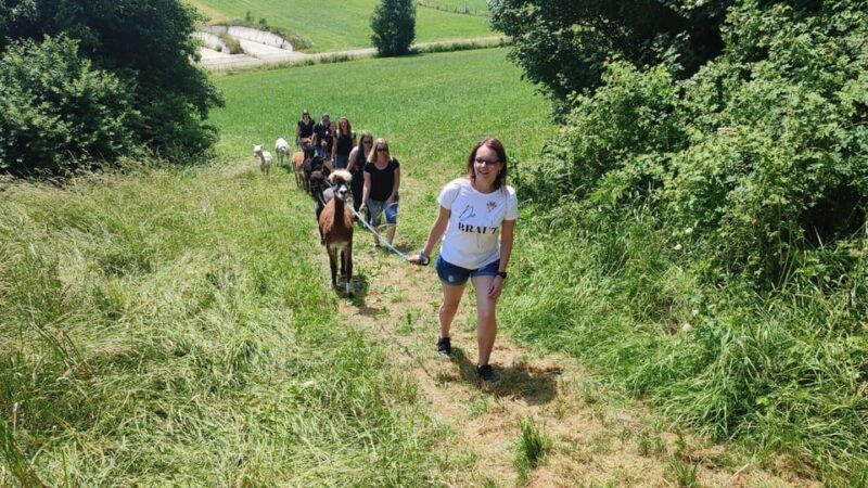 Jettingen-Scheppach: Alpaca hike through the Mindeltal - Who Is This Experience Best For?