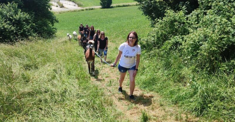 Jettingen-Scheppach: Alpaca hike through the Mindeltal - Final Thoughts