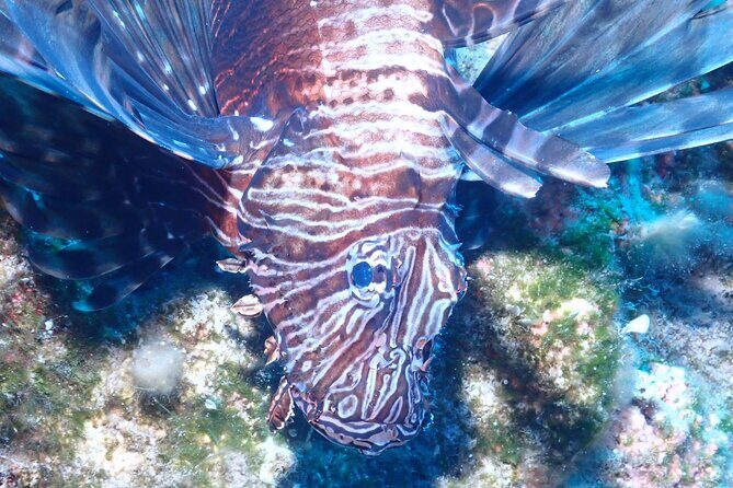 Jubilee Shoals guided boat dives - Key Points