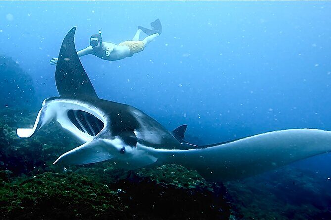 Julian Rocks: Premier Snorkeling Tour Byron Bay - What Makes This Snorkeling Tour Stand Out?