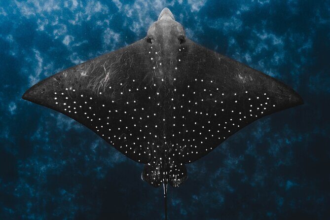 Julian Rocks: Premier Snorkeling Tour Byron Bay - The Experience at Cape Byron Lighthouse and Scenic Views