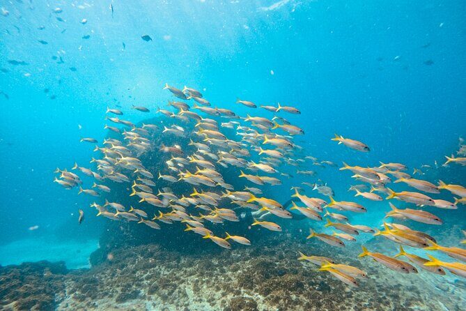 Julian Rocks: Premier Snorkeling Tour Byron Bay - Who Is This Tour Best Suited For?