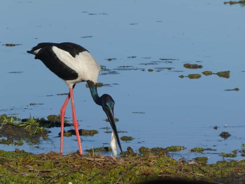 Jumping Croc Cruise, Berry Springs,Fogg Dam & Humpty Doo Pub - The Sum Up