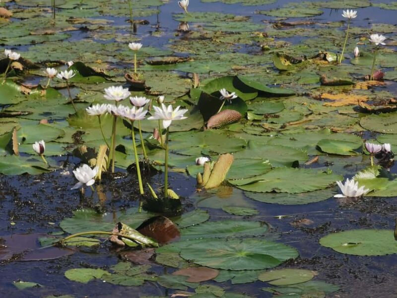 Jumping Croc Cruise, Berry Springs,Fogg Dam & Humpty Doo Pub - FAQ