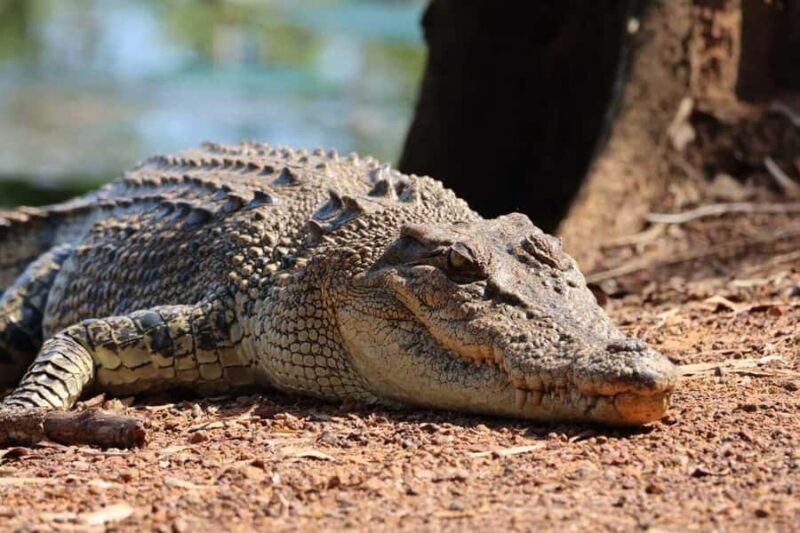 Jumping Crocodile Cruise from Darwin Half-Day Scenic Trip - Frequently Asked Questions
