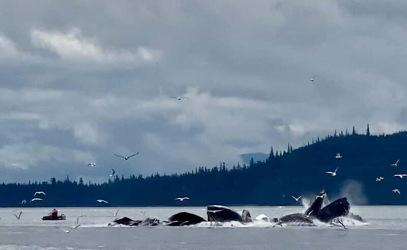 Juneau: 3-hour jet ski glacier view and whale watch - Wildlife encounters and other highlights