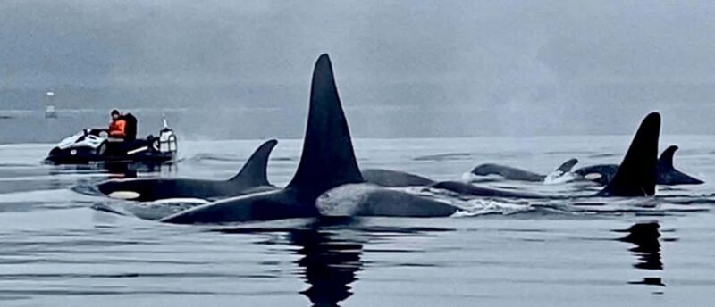 Juneau: 3-hour jet ski glacier view and whale watch - Is it worth the price?