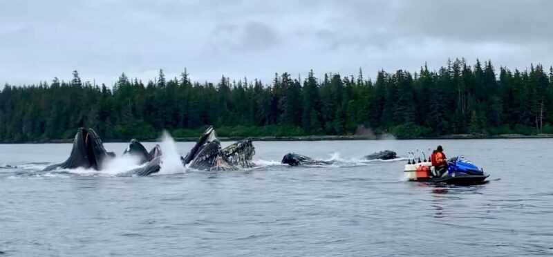 Juneau: 3-hour jet ski glacier view and whale watch - FAQ