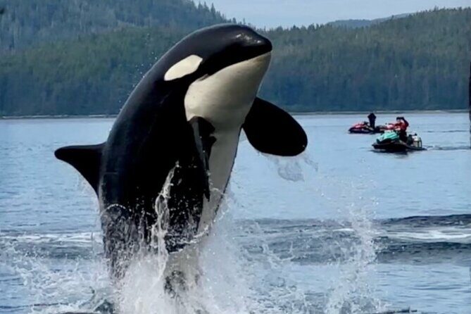 Juneau Jetski & Whale Adventure - What You Can Expect from the Tour